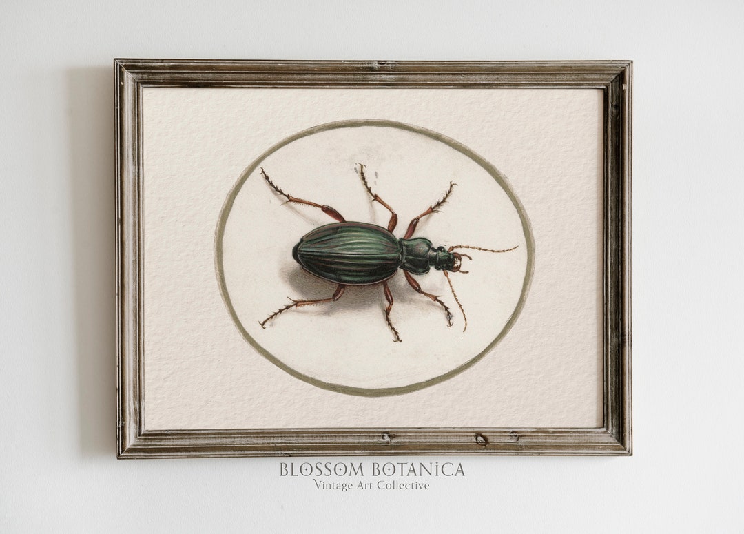 Vintage Beetle Print, Cottagecore Aesthetic, Dark Academia Illustration ...
