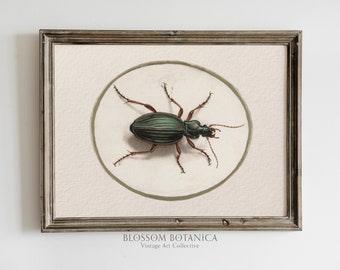 Vintage Insect Poster Beetle Print Vintage Beetle Poster - Etsy