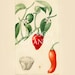 Vintage Botanical Print Set, Jean-théodore Descourtilz Illustrations ...