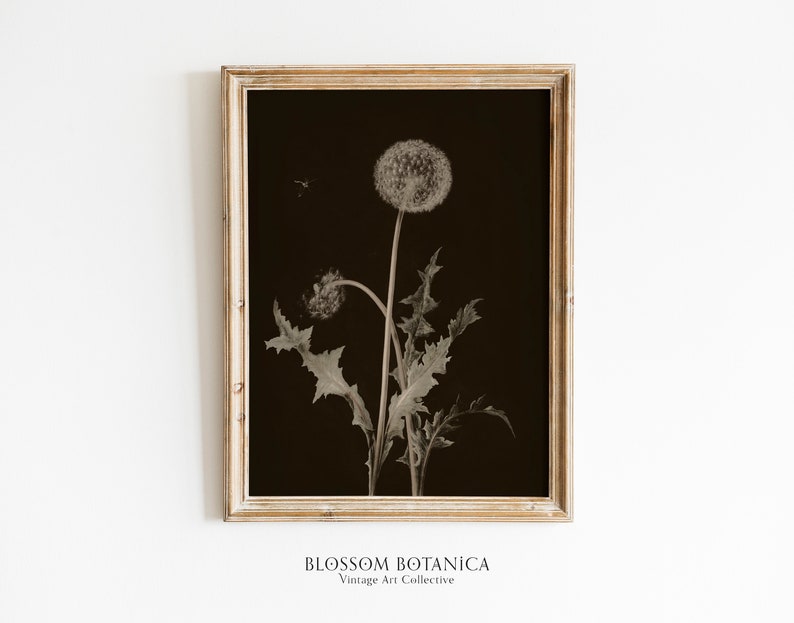 Dark Dandelion Art Print, Moody Art, Dark Botanical, Dark French ...