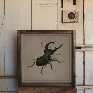 Antique Beetle Print, Stag Beetle, Insect Print, Vintage Art Print ...