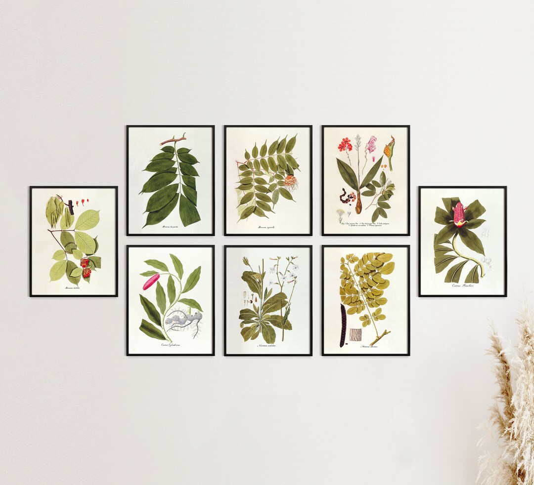 Dutch Botany Study From Late 1700s, Large Print Set, Eight Giclee ...