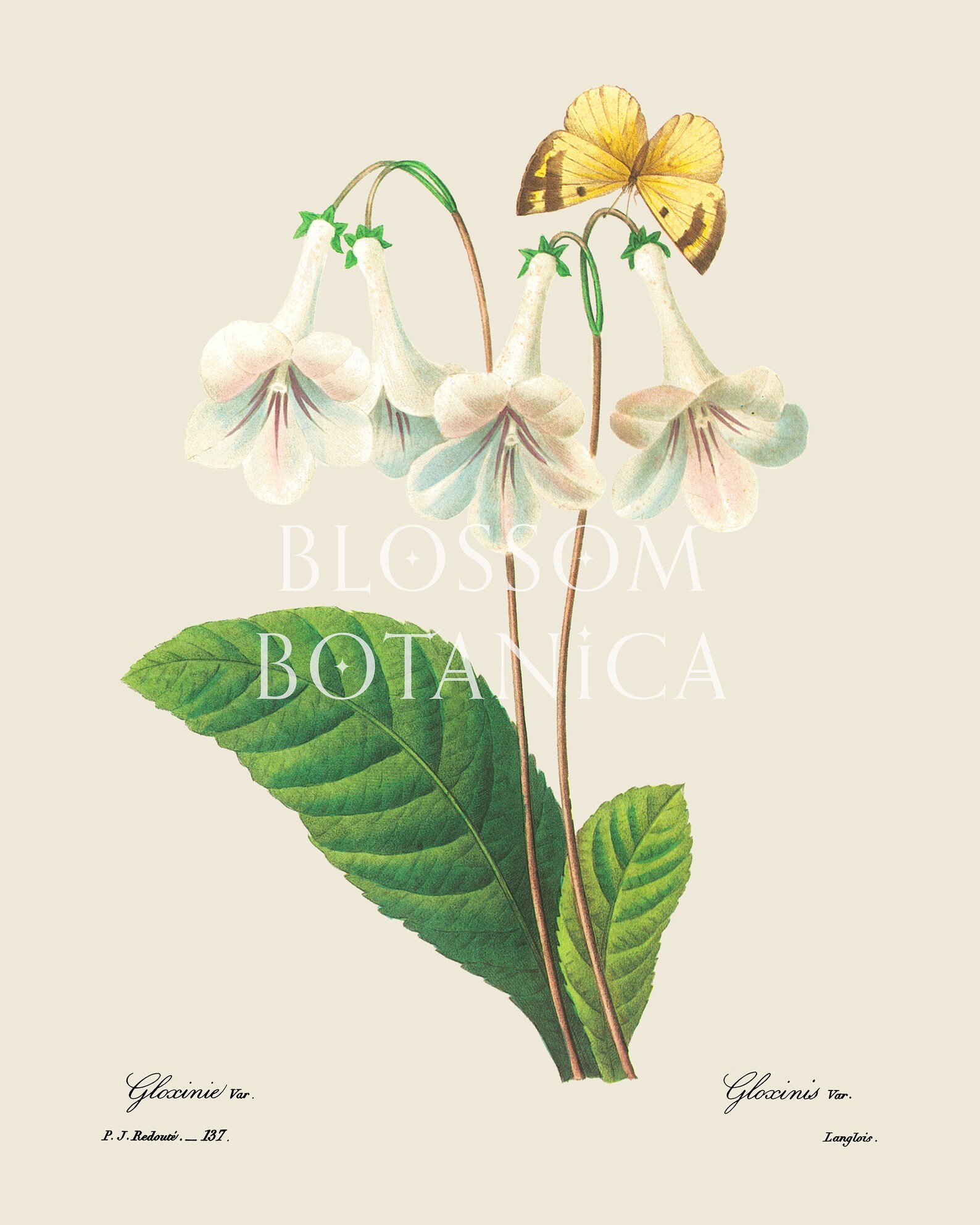 Set of 8 Ivory Botanical Print Collection Eight White Redouté - Etsy