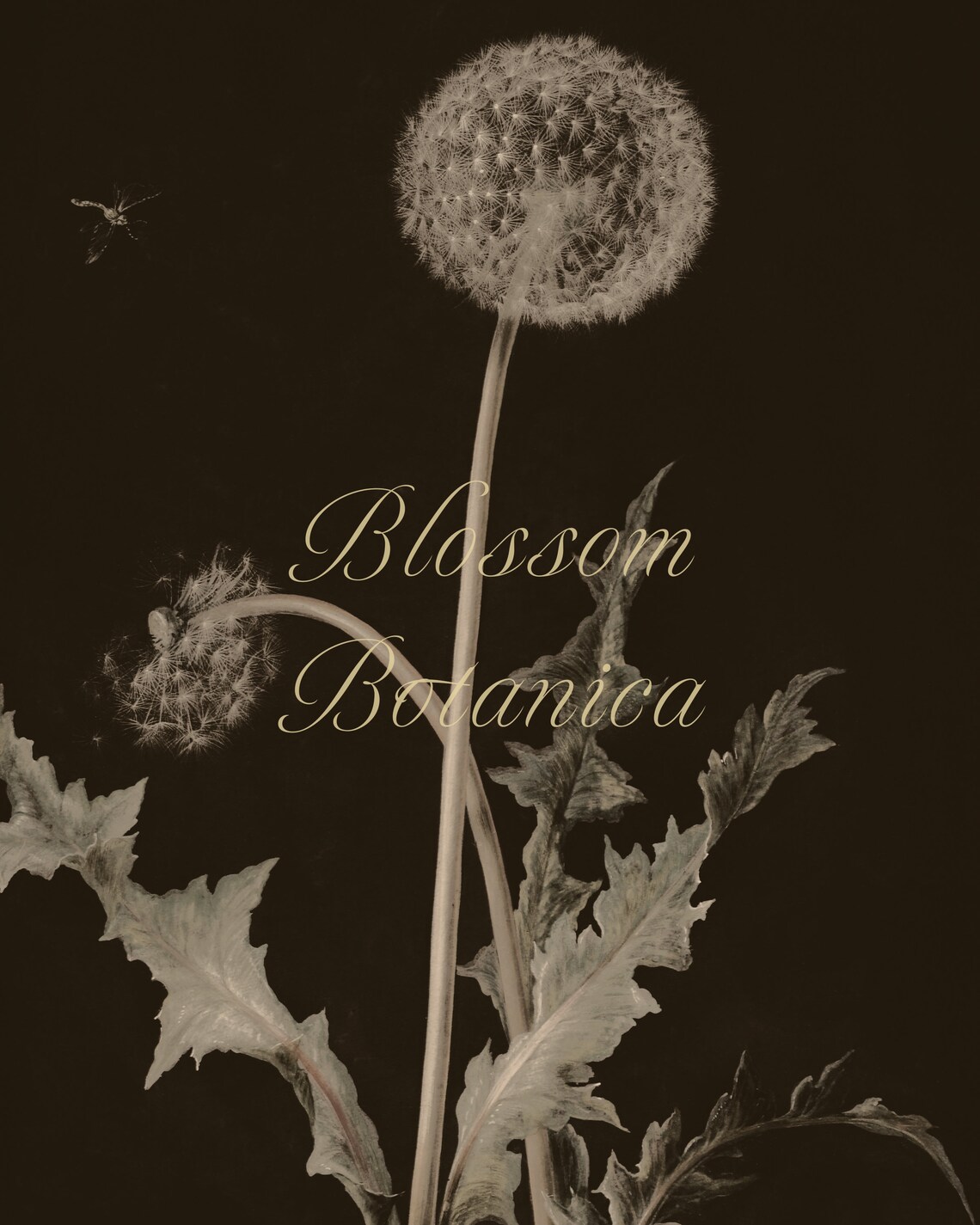 Dark Dandelion Art Print Moody Art Dark Botanical Dark - Etsy