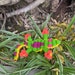 Crochet Bead Lizard, 90s Bead Lizard, Custom Bead Lizard, Bead Lizard ...