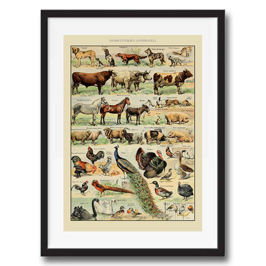 Domestic Animals School Chart Illustration Antique Vintage Wall Art ...