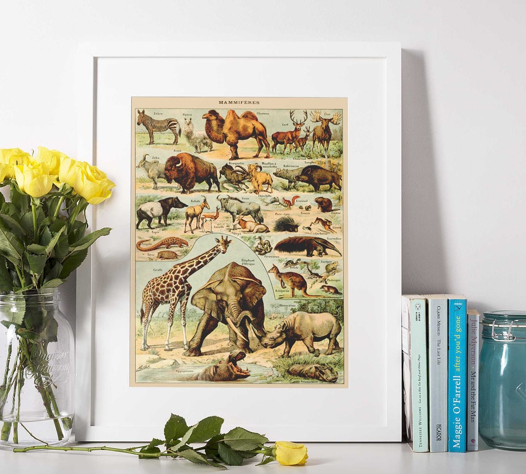 Mammals Animals School Chart Illustration Antique Vintage Wall - Etsy