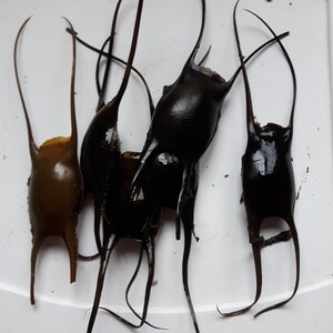 3 Devil's Purses - Mermaids Purse - Devils Purse - Shark Egg Sack ...