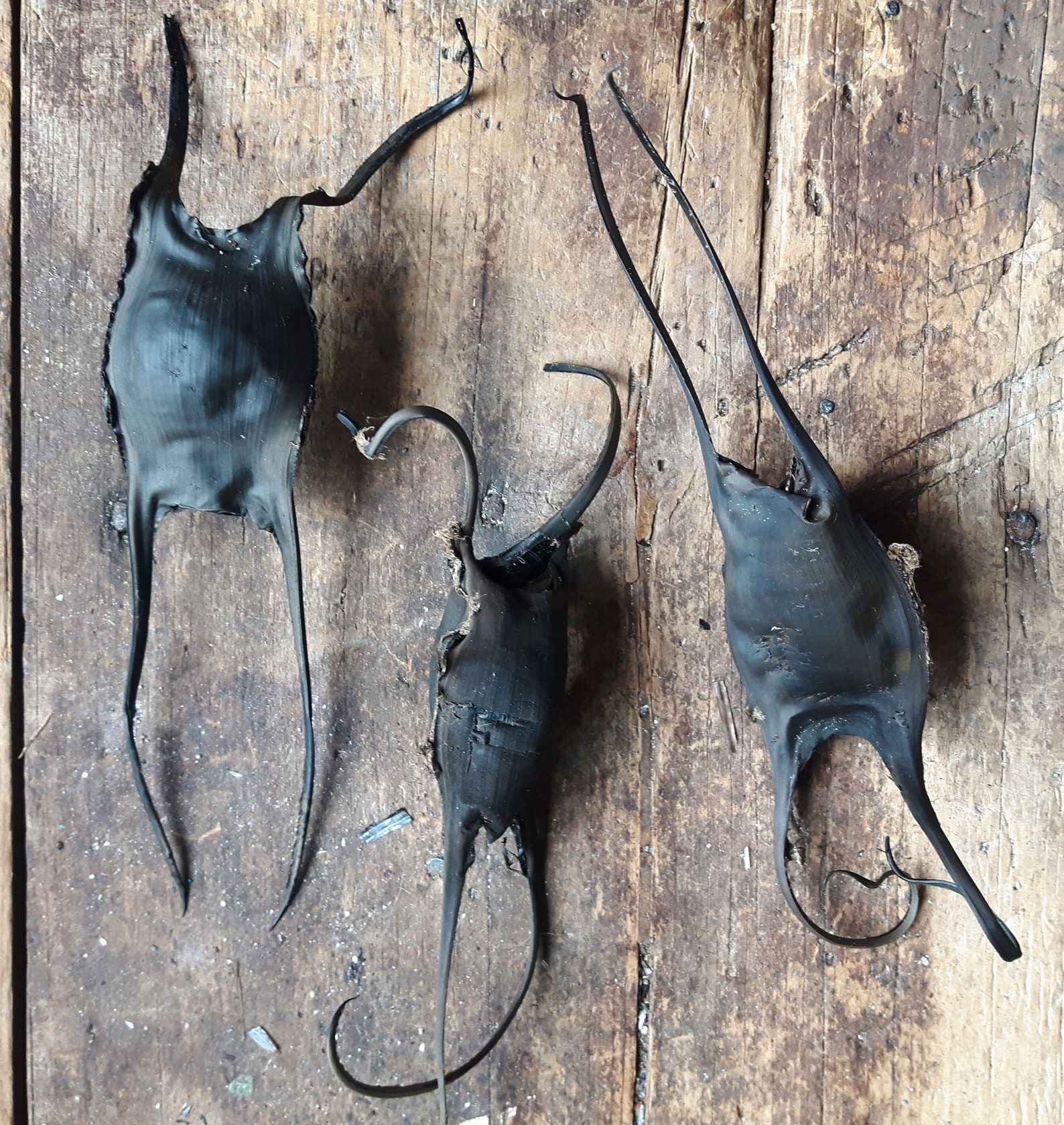 3 Devil's Purses Mermaids Purse Devils Purse Shark | Etsy