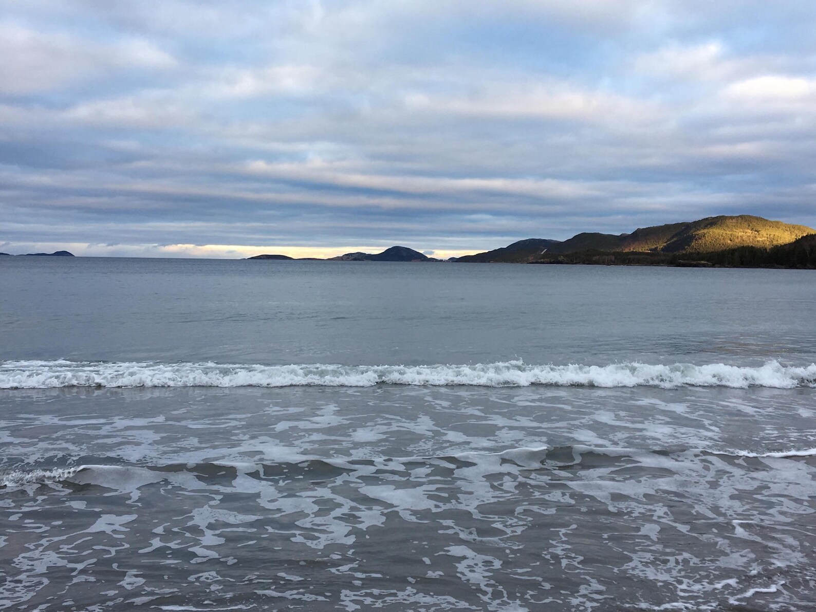 3 Devil's Purses Mermaids Purse Devils Purse Shark - Etsy