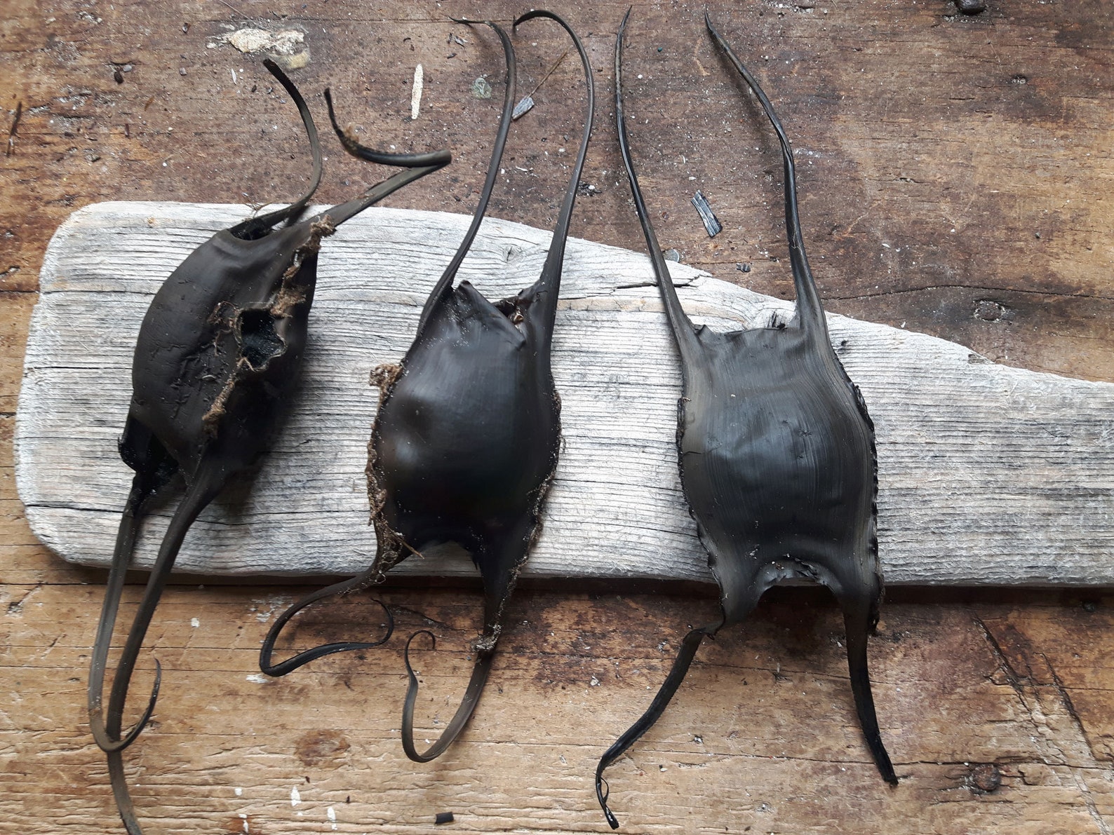 3 Devil's Purses Mermaids Purse Devils Purse Shark - Etsy