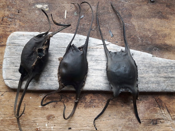 3 Devil's Purses Mermaids Purse Devils Purse Shark | Etsy