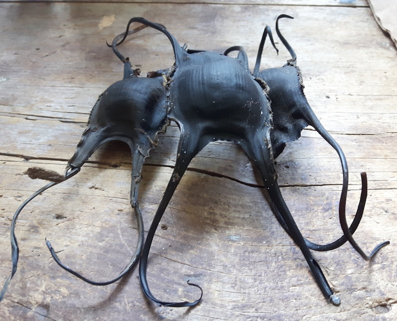 3 Devil's Purses Mermaids Purse Devils Purse Shark | Etsy