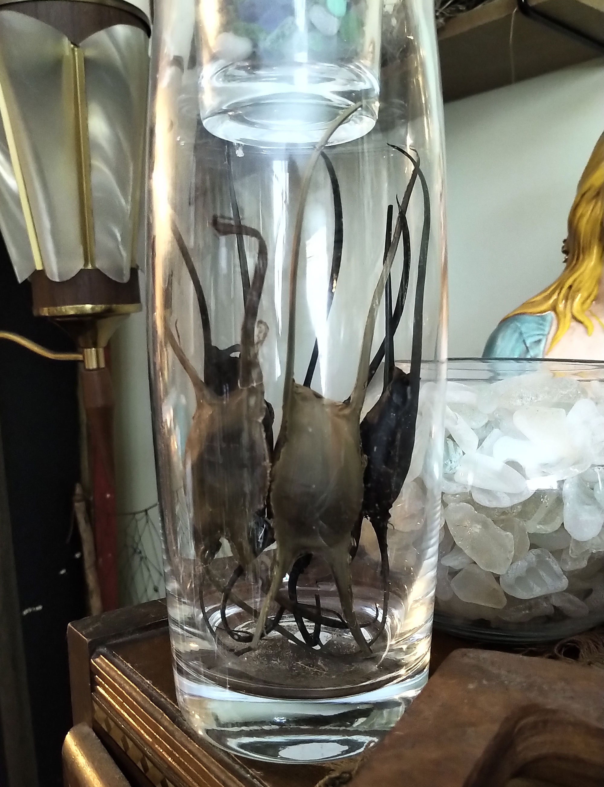 3 Devil's Purses - Mermaids Purse - Devils Purse - Shark Egg Sack ...