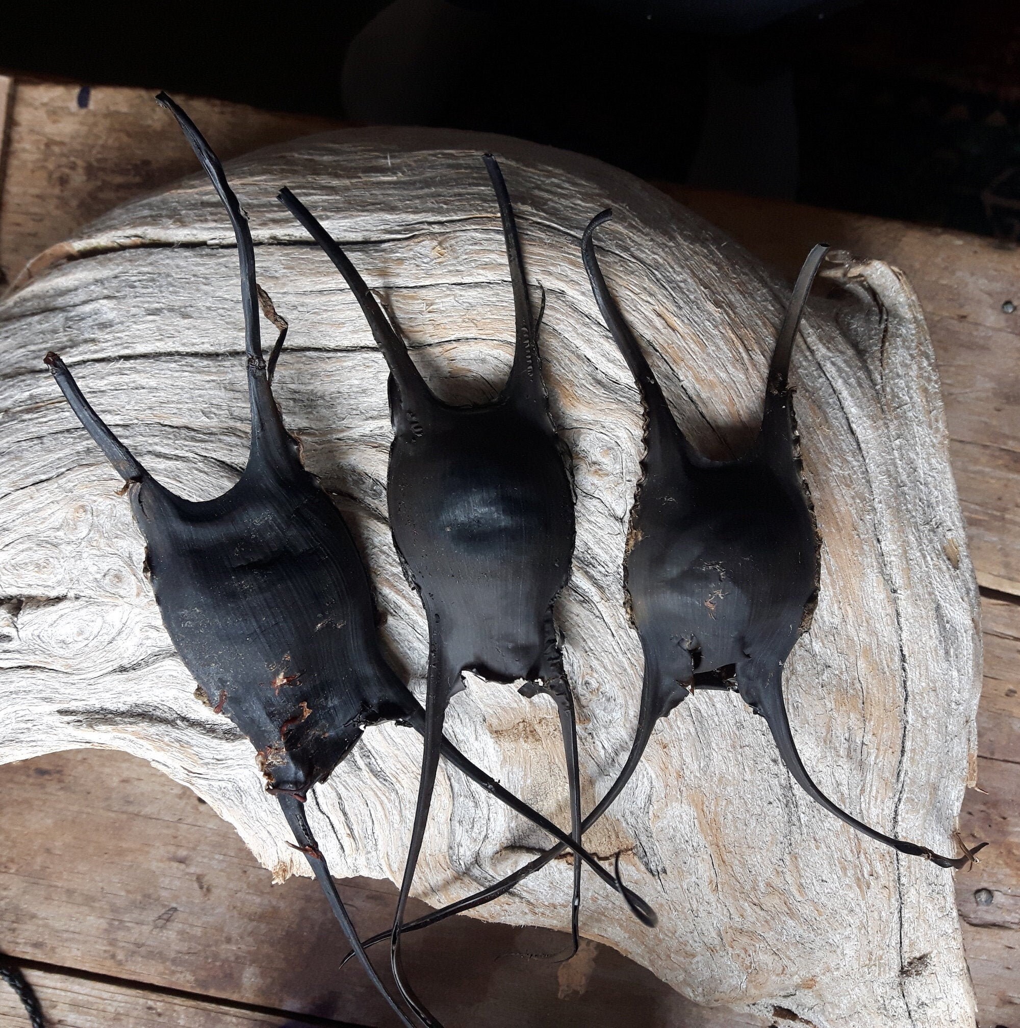 3 Devil's Purses Mermaids Purse Devils Purse Shark - Etsy