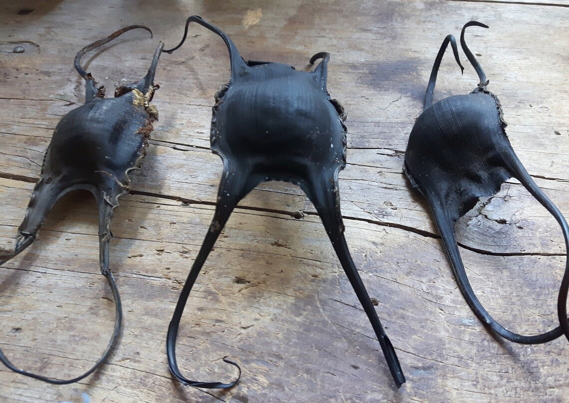 3 Devil's Purses Mermaids Purse Devils Purse Shark - Etsy