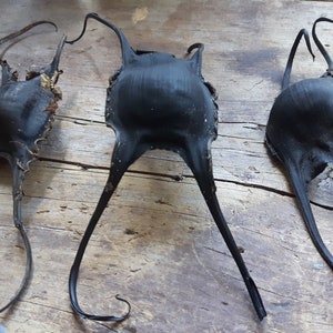 3 Devil's Purses - Mermaids Purse - Devils Purse - Shark Egg Sack ...
