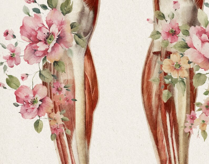 Human Anatomy and Flowers Print Set of 24 Anatomical Muscular | Etsy
