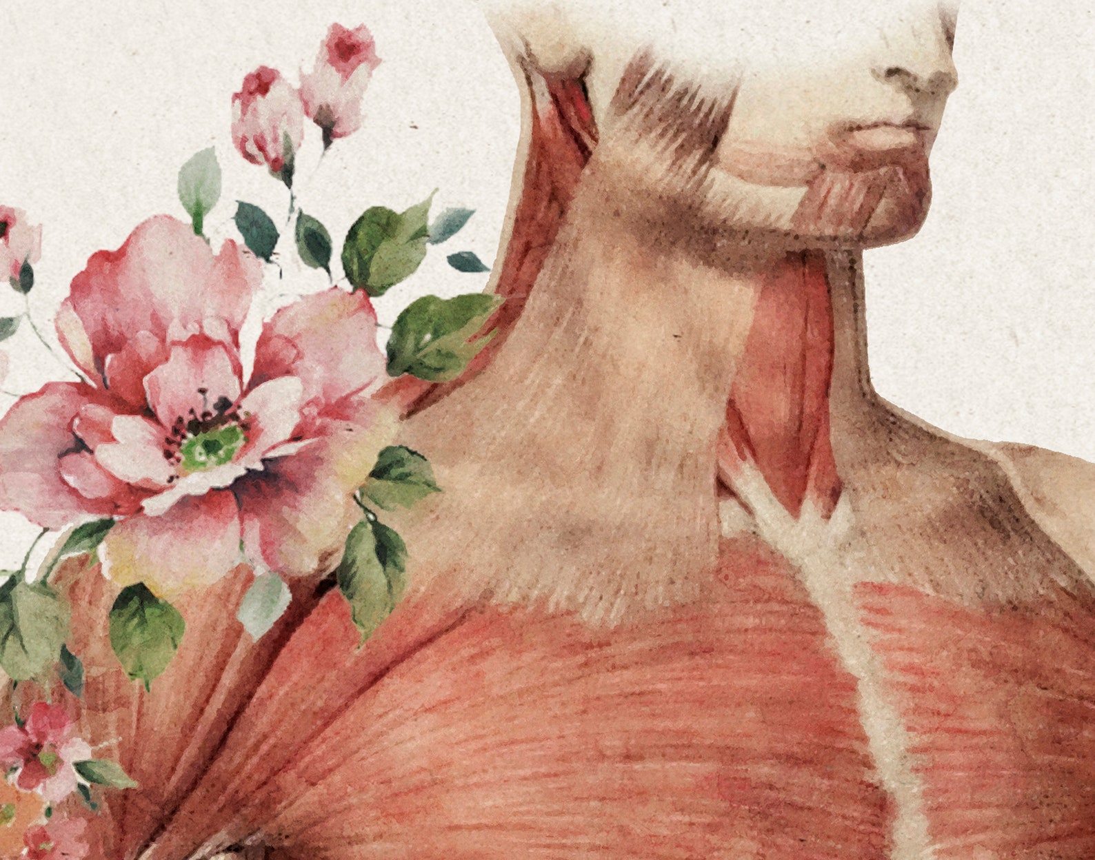 Vintage Anatomy Art Human Body Structure Art Muscular System | Etsy