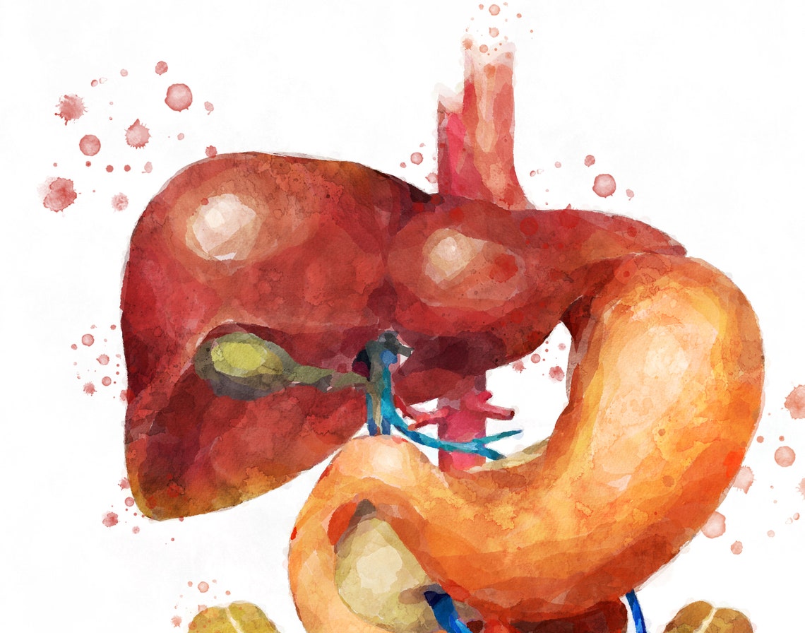 Medical Art Digestive System Anatomy Watercolor Print Clinic | Etsy