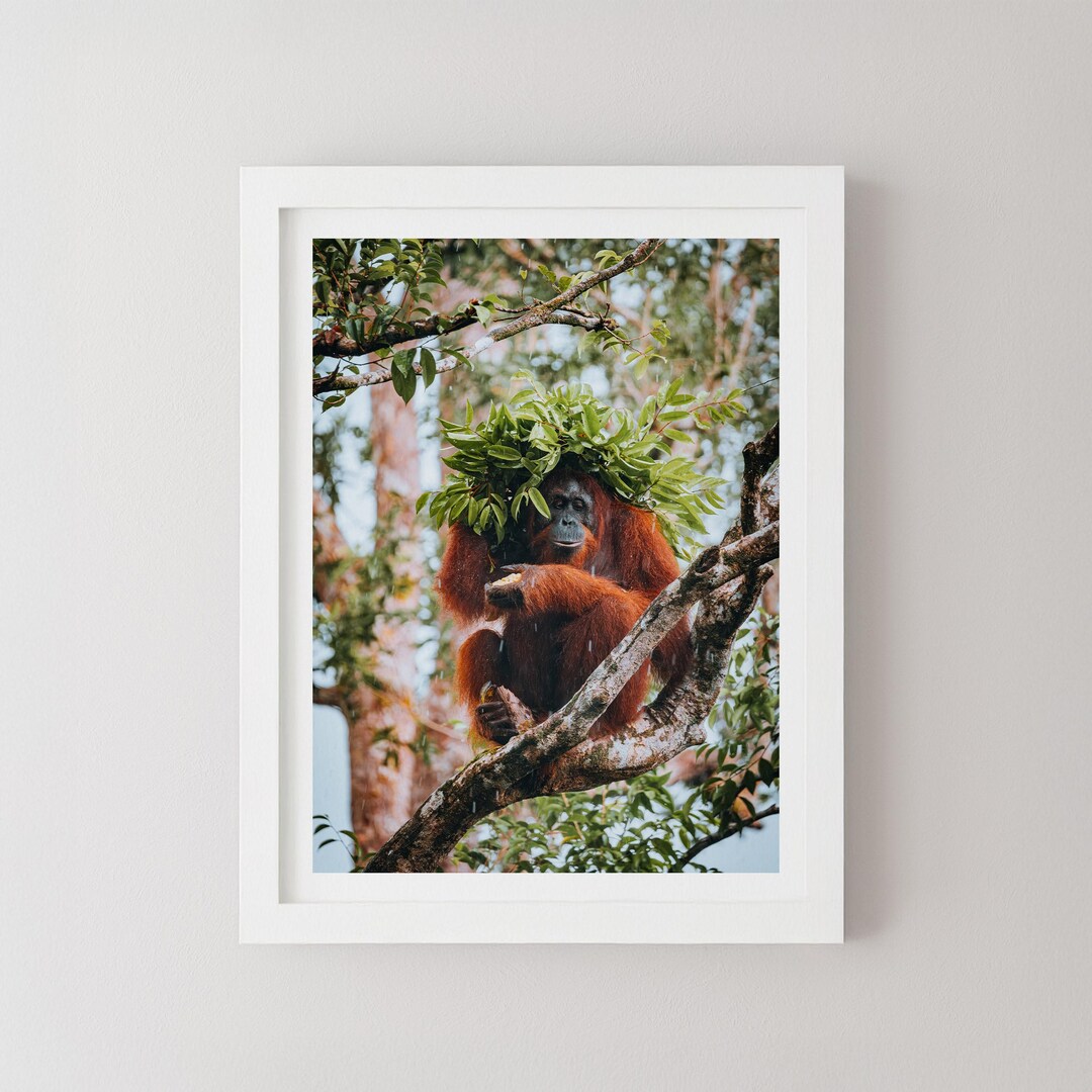 Orangutan Leaf Umbrella Wall Art, Borneo Jungle Wildlife Print, Funny ...
