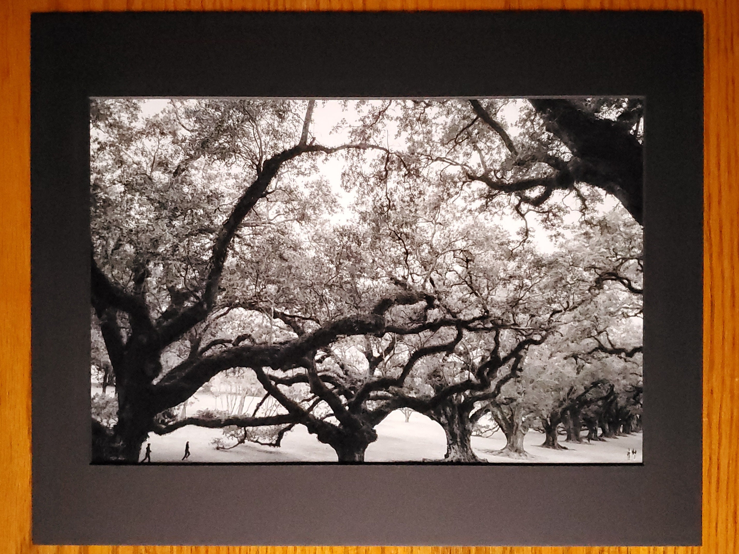 Towering Trees limited Edition Print | Etsy