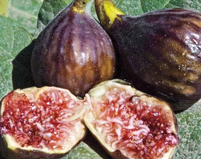 Fig ‘fignomenal’ Dwarf Container Tree - Etsy