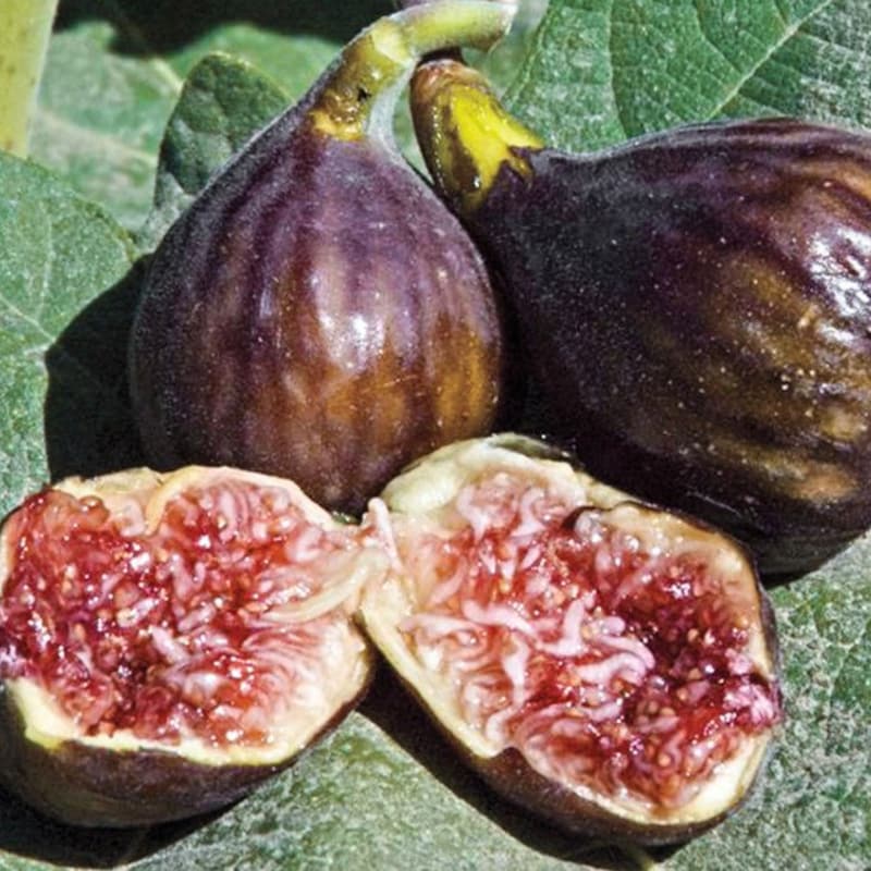 Dwarf Fig Tree - Etsy