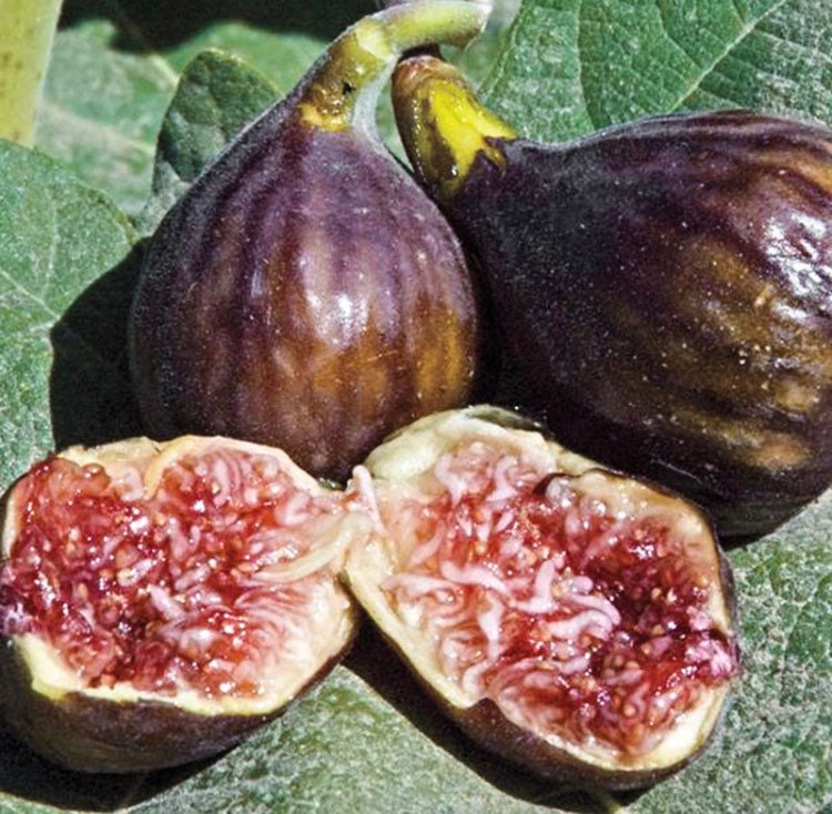 Fig fignomenal Dwarf Container Tree - Etsy