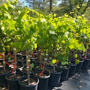 Scuppernong carlos Southern Grape Vine - Etsy