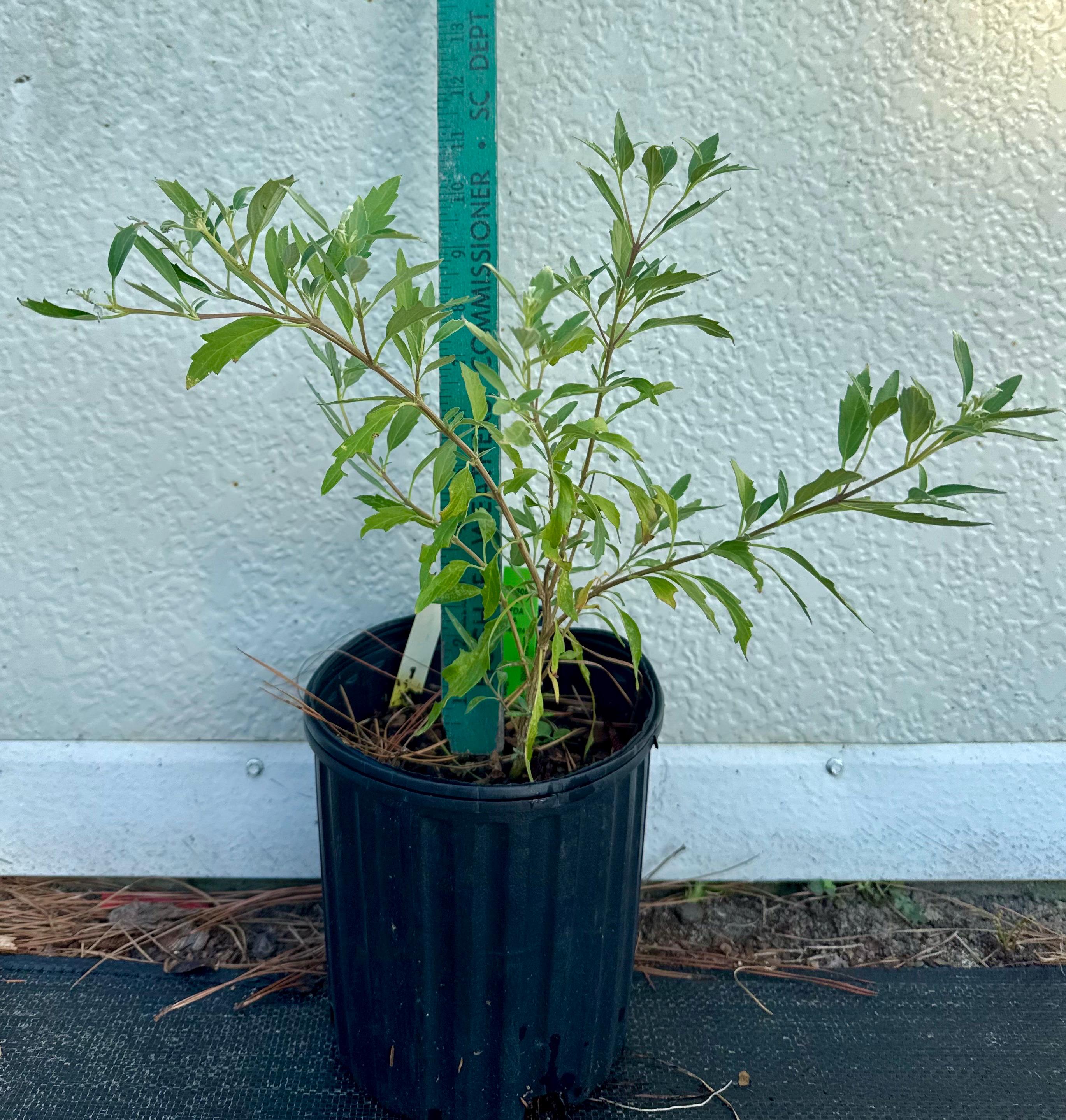 Caryopteris X Clandonensis ‘dark Knight’ (bluebeard) - Etsy