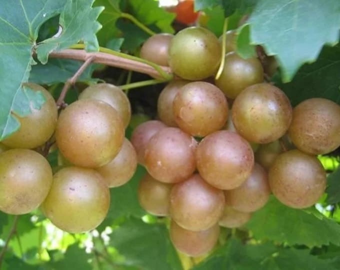 Scuppernong ‘carlos’ Southern Grape Vine - Etsy