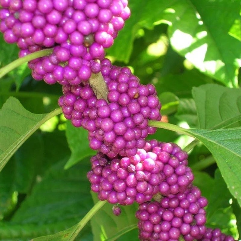 American Beautyberry - Etsy