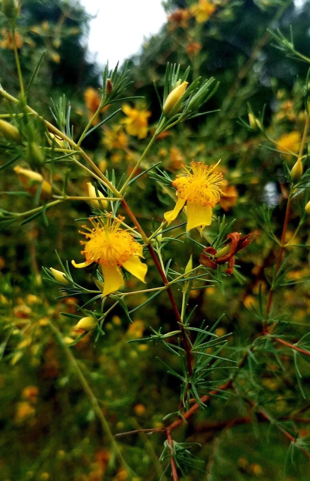 Hypericum Lissophloeus (smooth-bark St. Johnswort) - Etsy