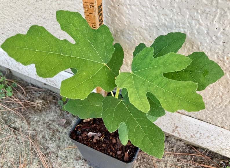 Fig fignomenal Dwarf Container Tree - Etsy