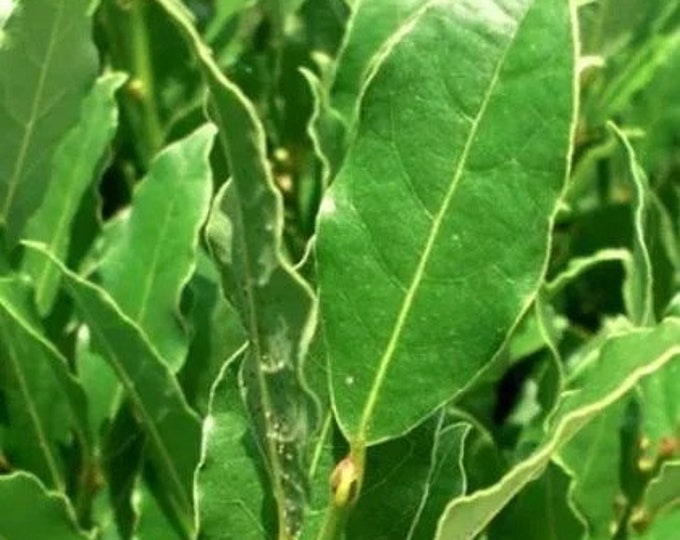 Laurus Nobilis (bay Laurel, Bay Leaf) - Etsy