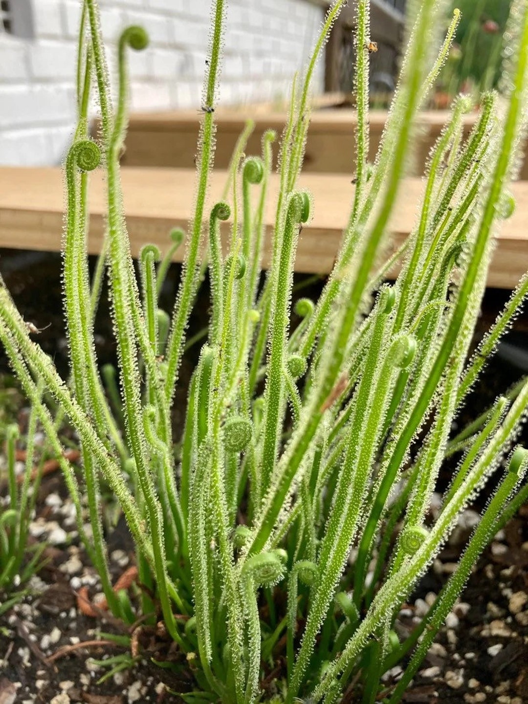 Drosera Filiformis Var. Tracyi (southern Threadleaf Sundew) - Etsy