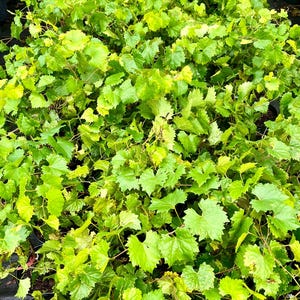 Scuppernong ‘carlos’ Southern Grape Vine - Etsy