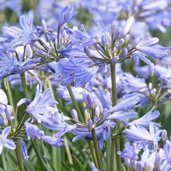 Agapanthus light Blue - Etsy