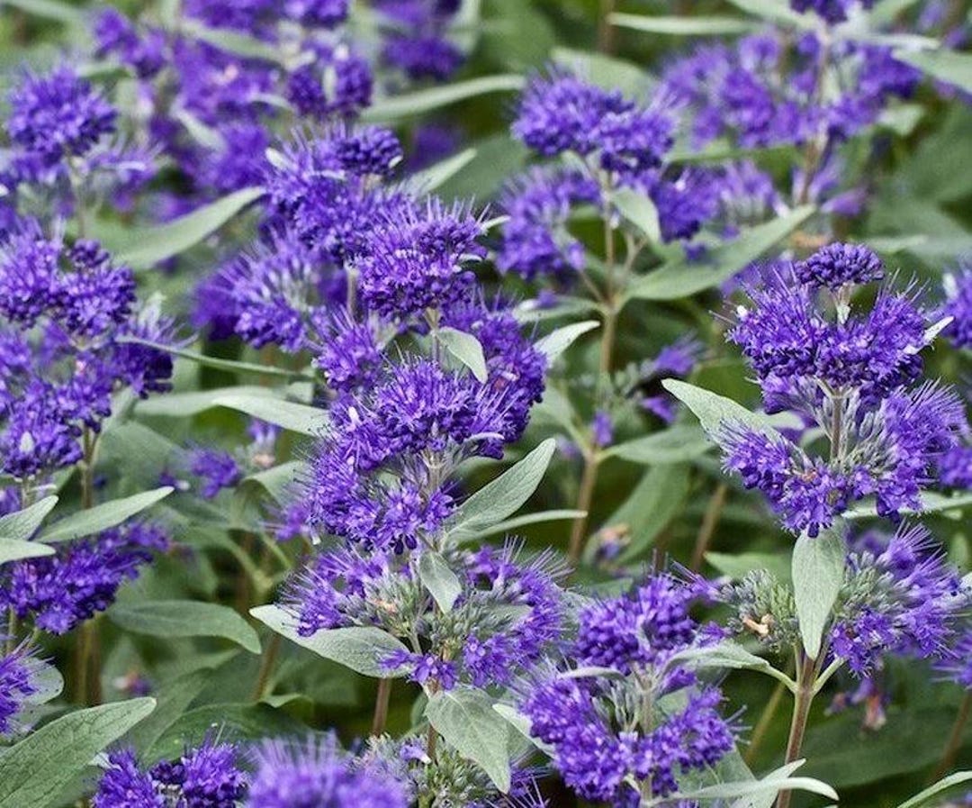 Caryopteris X Clandonensis ‘dark Knight’ (bluebeard) - Etsy