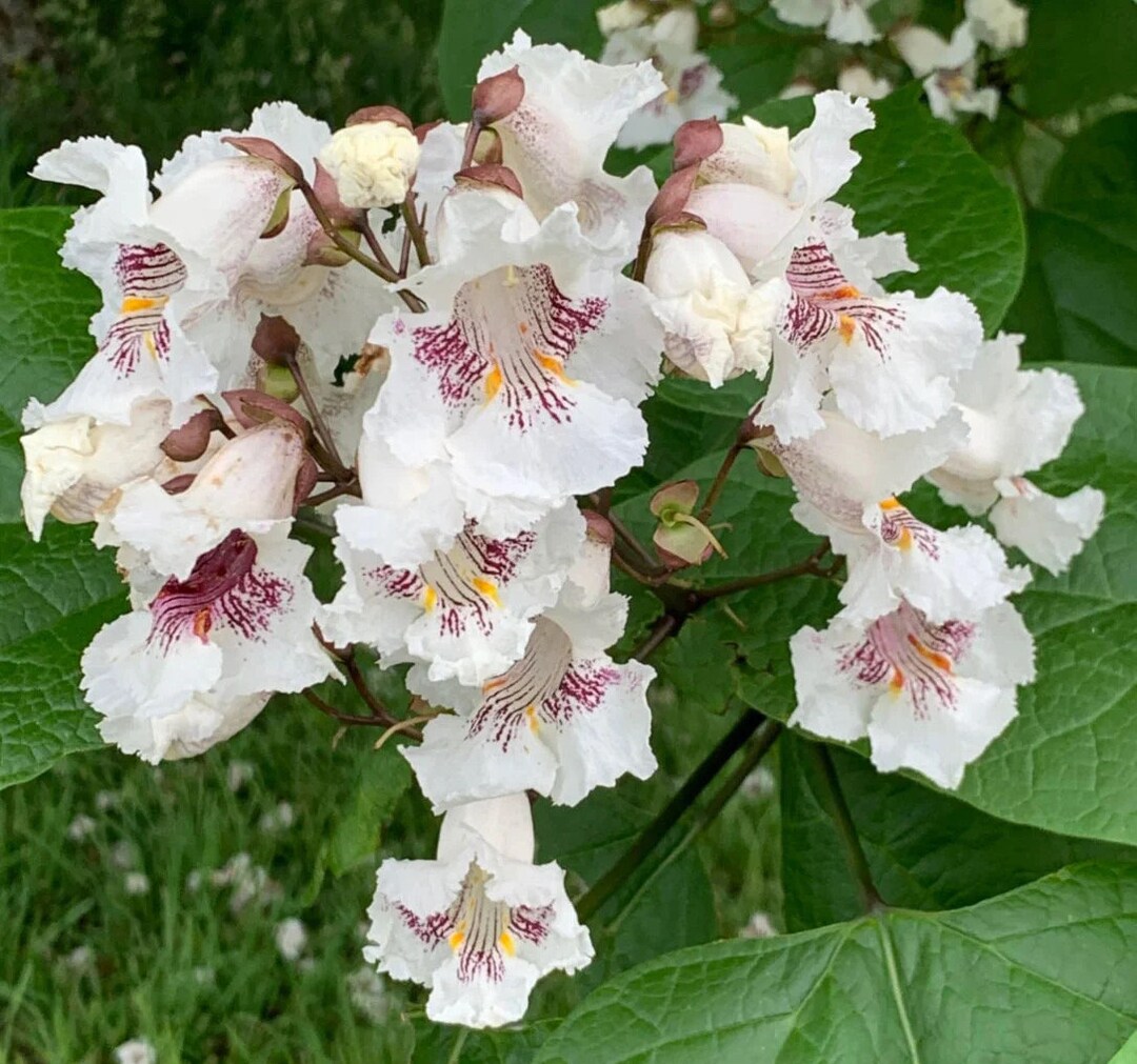 Catalpa Bignonioides (southern Catalpa) - Etsy
