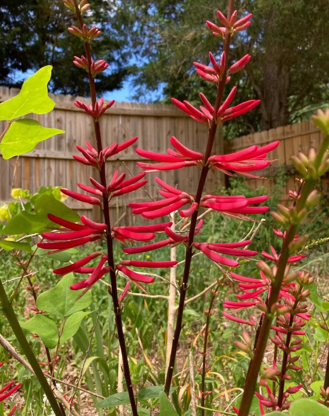 Erythrina Herbacea coral Cherokee Bean - Etsy