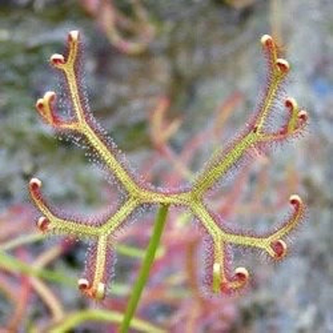 Drosera Binata ‘marston’s Dragon’ (forkleaf Sundew) - Etsy