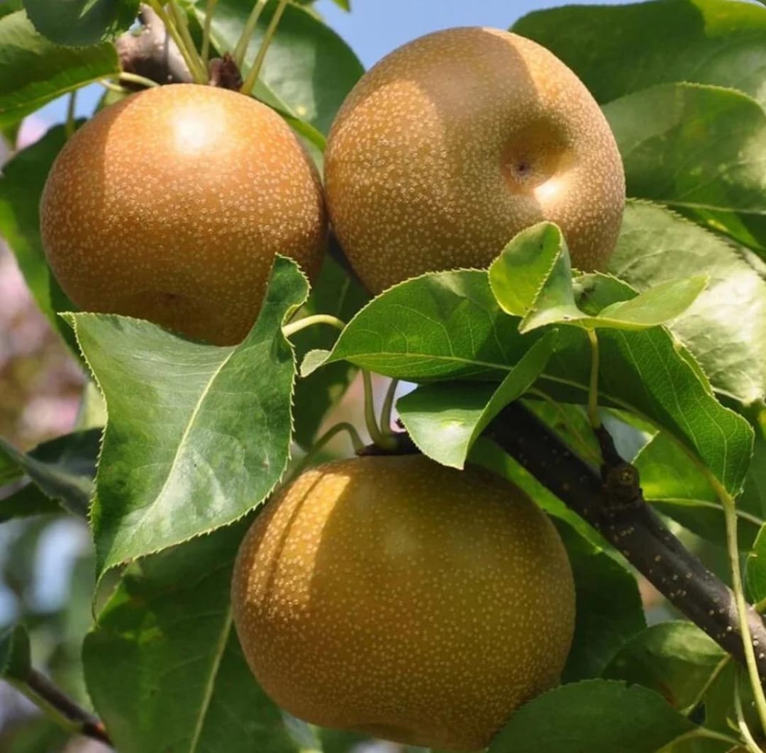 Asian Pear ‘shinko’ - Etsy