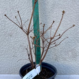 Rhododendron ‘candy Stripe’ (native Azalea) - Etsy