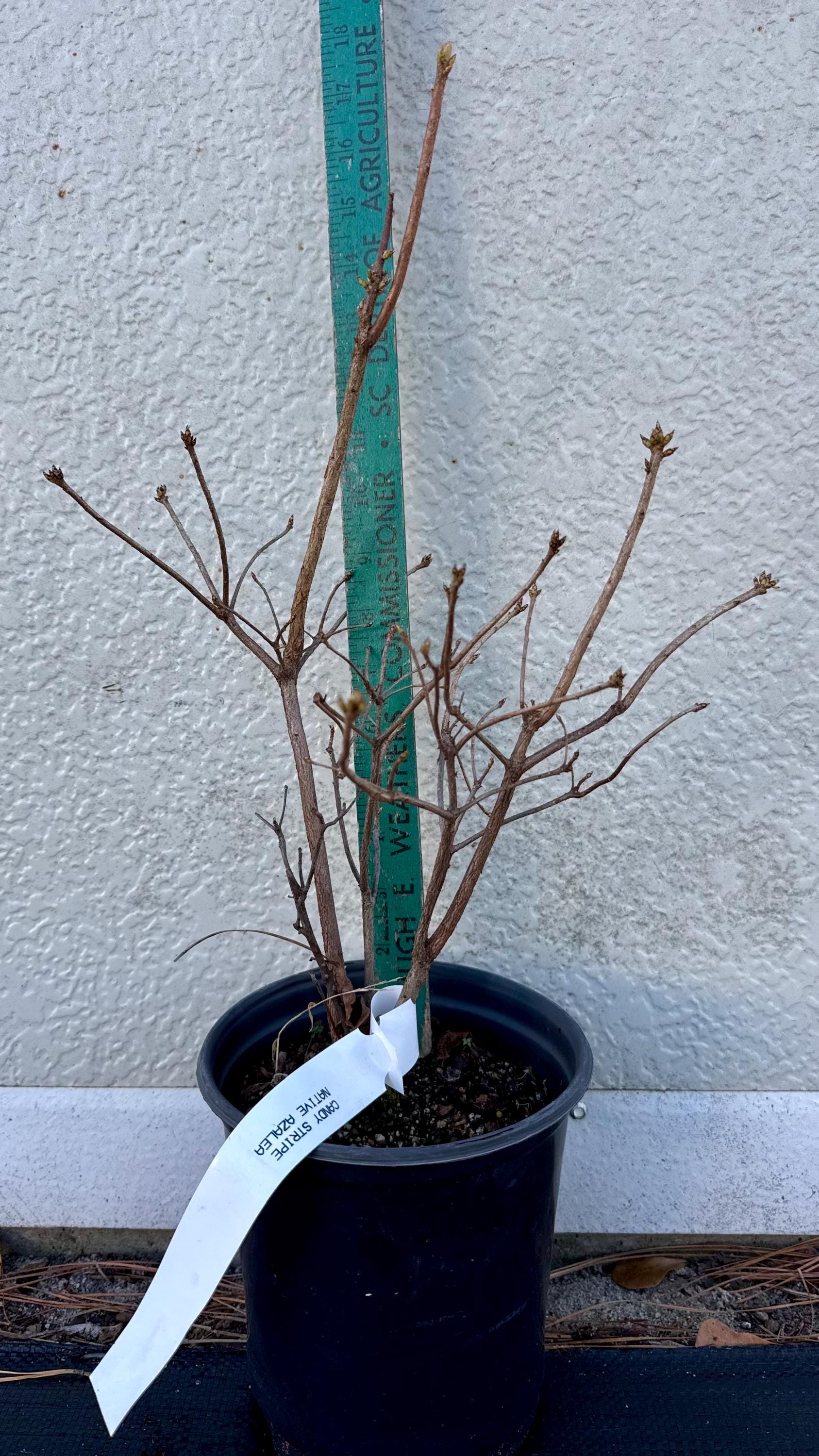 Rhododendron ‘candy Stripe’ (native Azalea) - Etsy