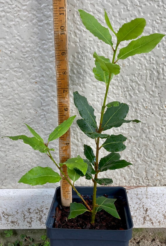 Laurus Nobilis bay Laurel Bay Leaf - Etsy