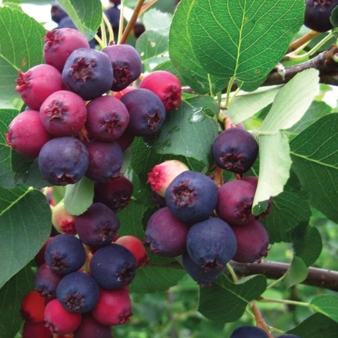 Amelanchier Arborea (downy Serviceberry) - Etsy