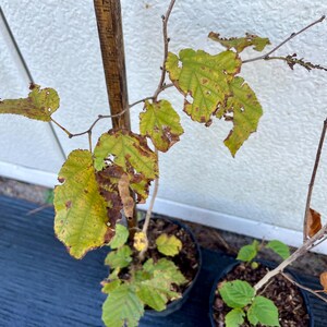 Corylus Americana (american Hazelnut) - Etsy