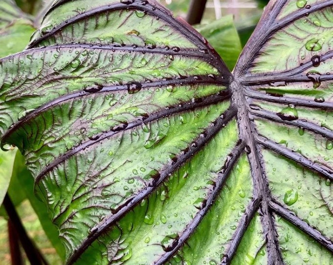 Colocasia ‘pharaoh’s Mask’ (elephant Ear) - Etsy